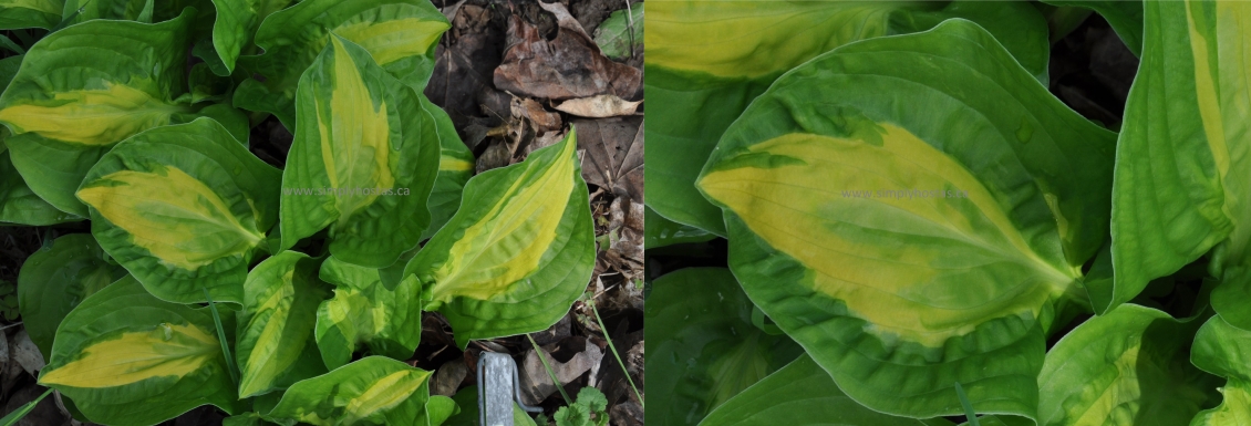 MANGO TANGO | Giboshi Hill Hostas